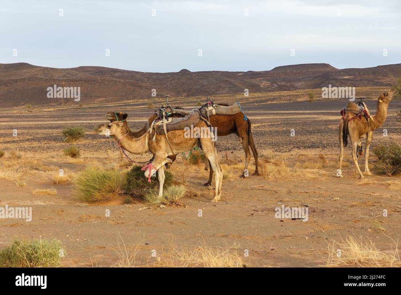 Camel leg legs hi-res stock photography and images - Alamy