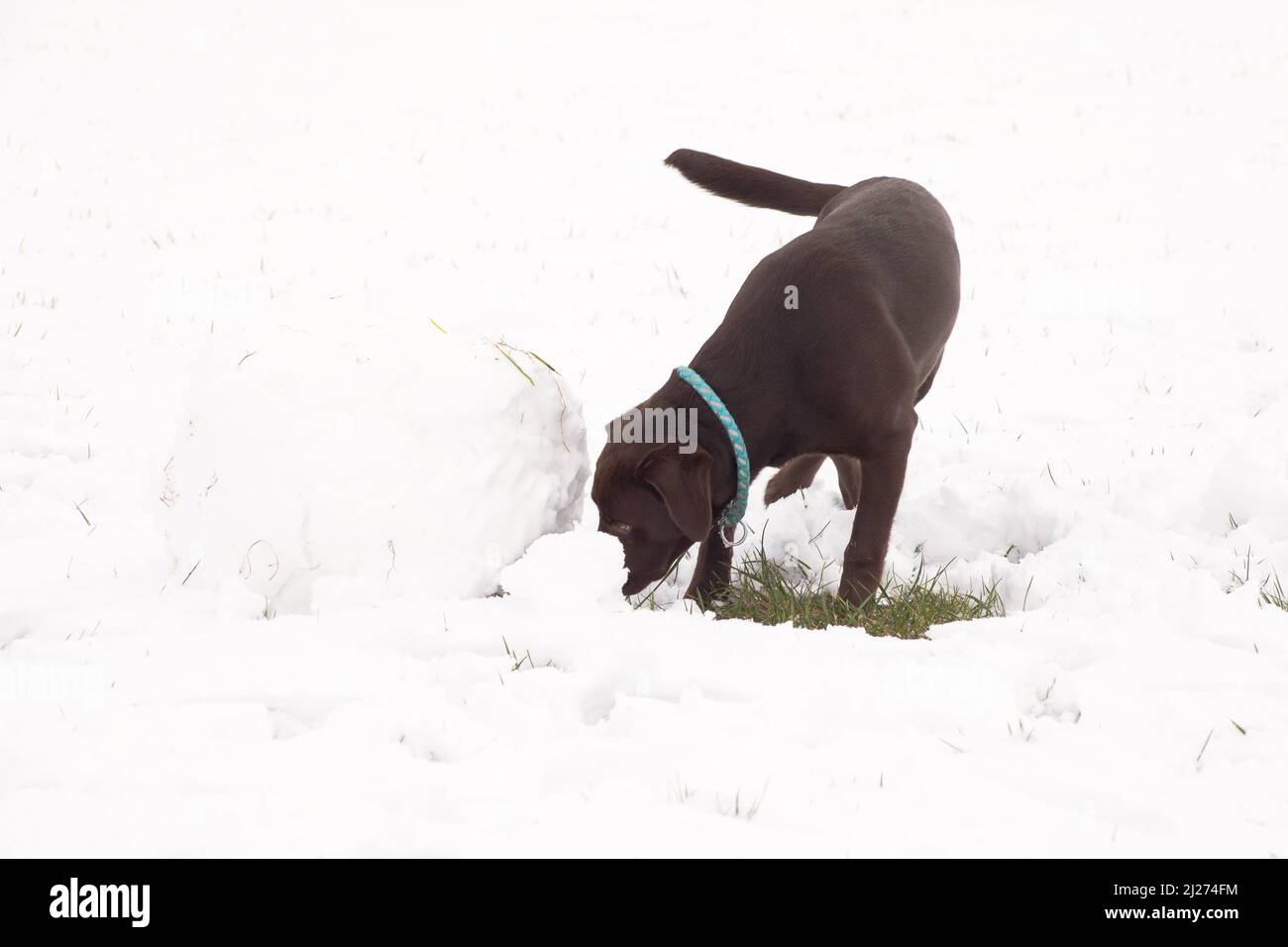 Happy dogs playing in Cut Out Stock Images & Pictures - Alamy