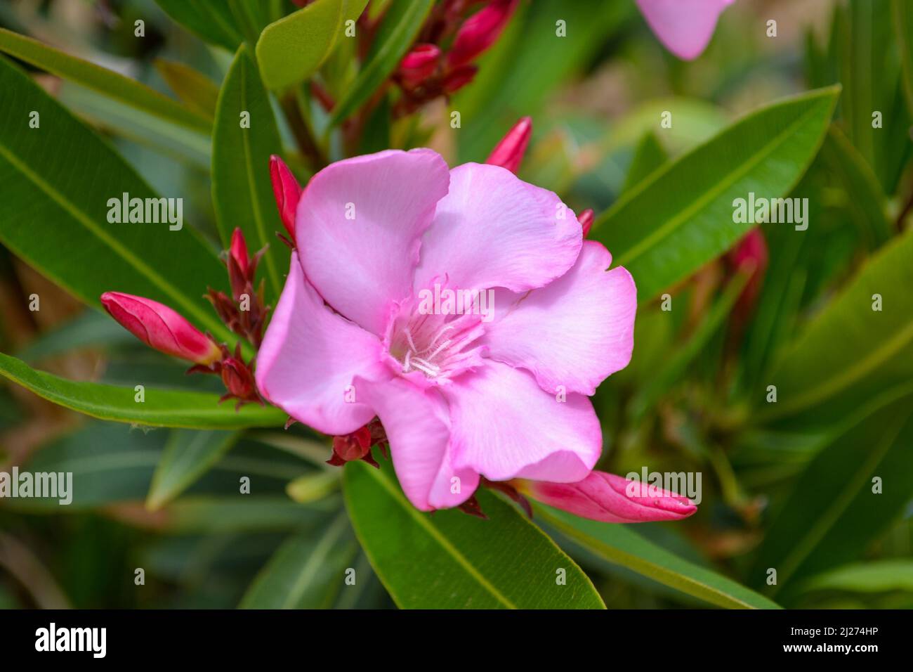 Pink flower around green leaf hi-res stock photography and images - Alamy