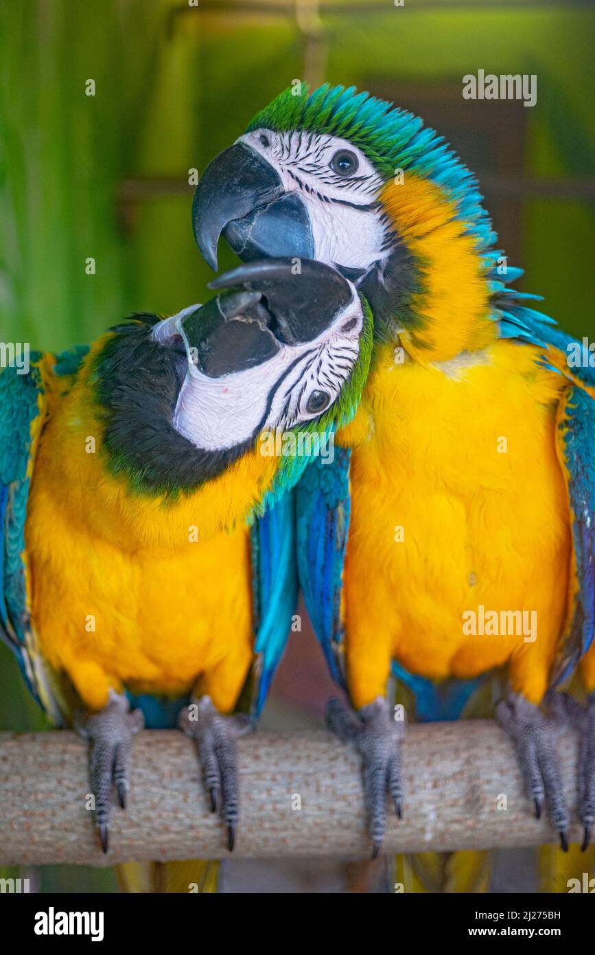A vertical shot of sweet blue-and-yellow macaws perched on a tree ...
