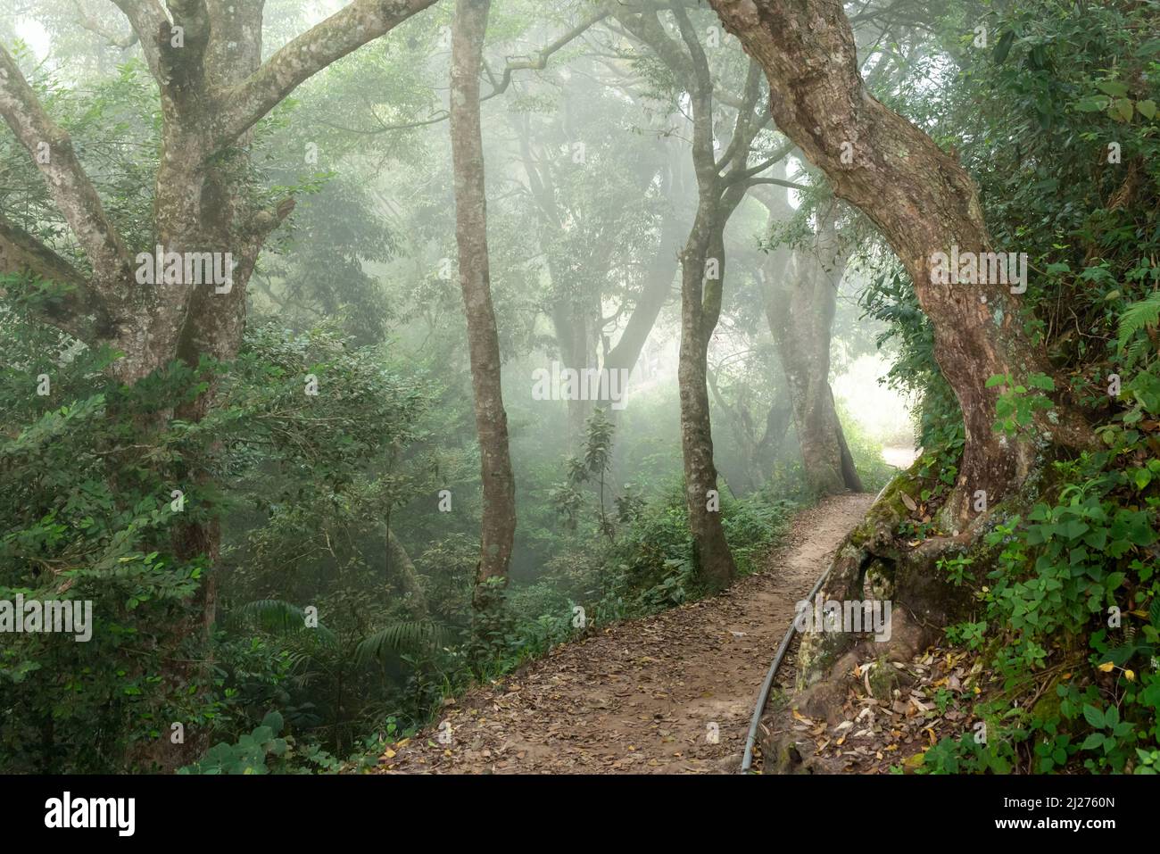 Mist rolling in on Kodaikanal hills. A scene from Vellagavi trek Stock ...