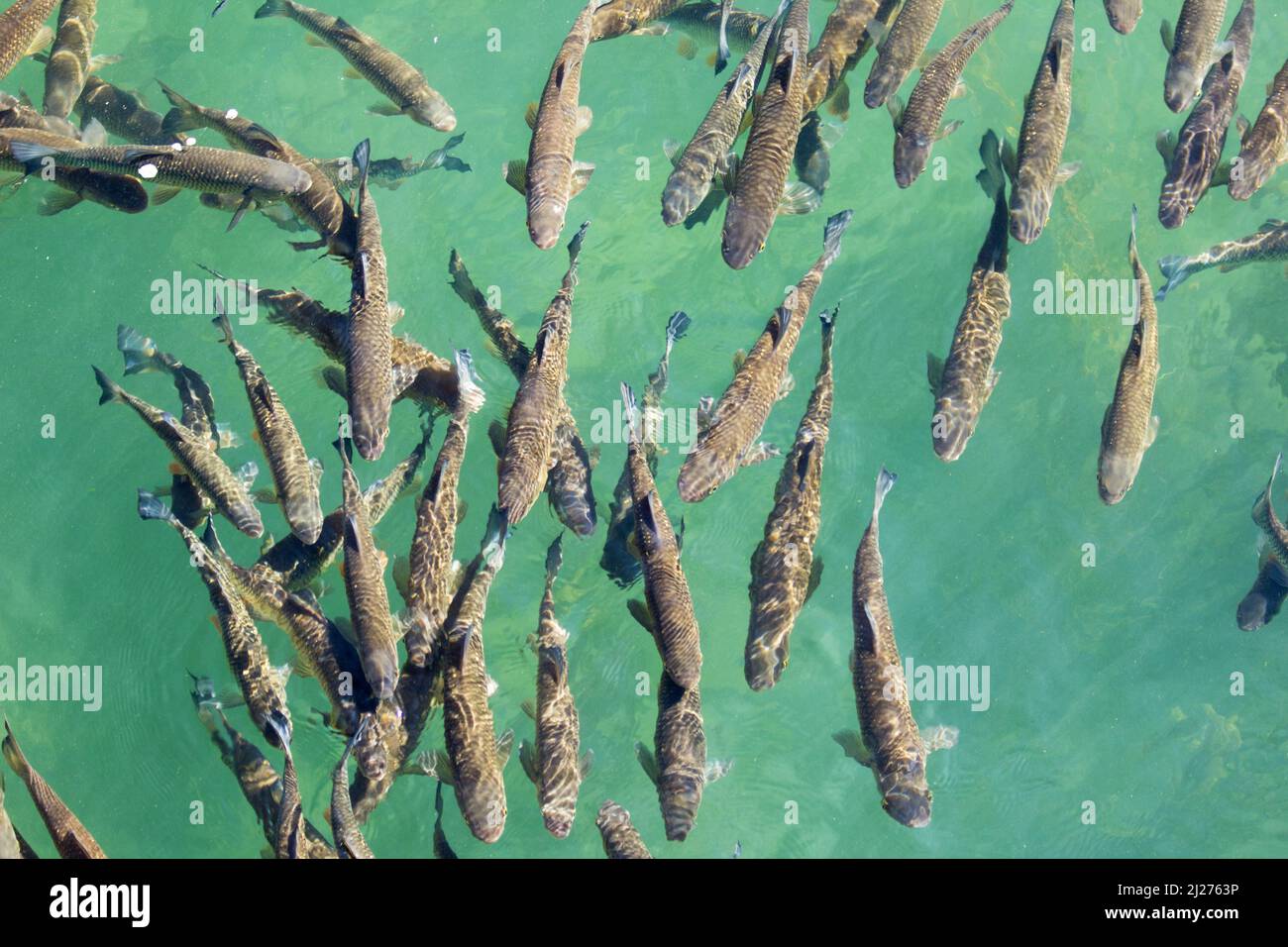 fishes swimming in the cler river water - top view Stock Photo - Alamy