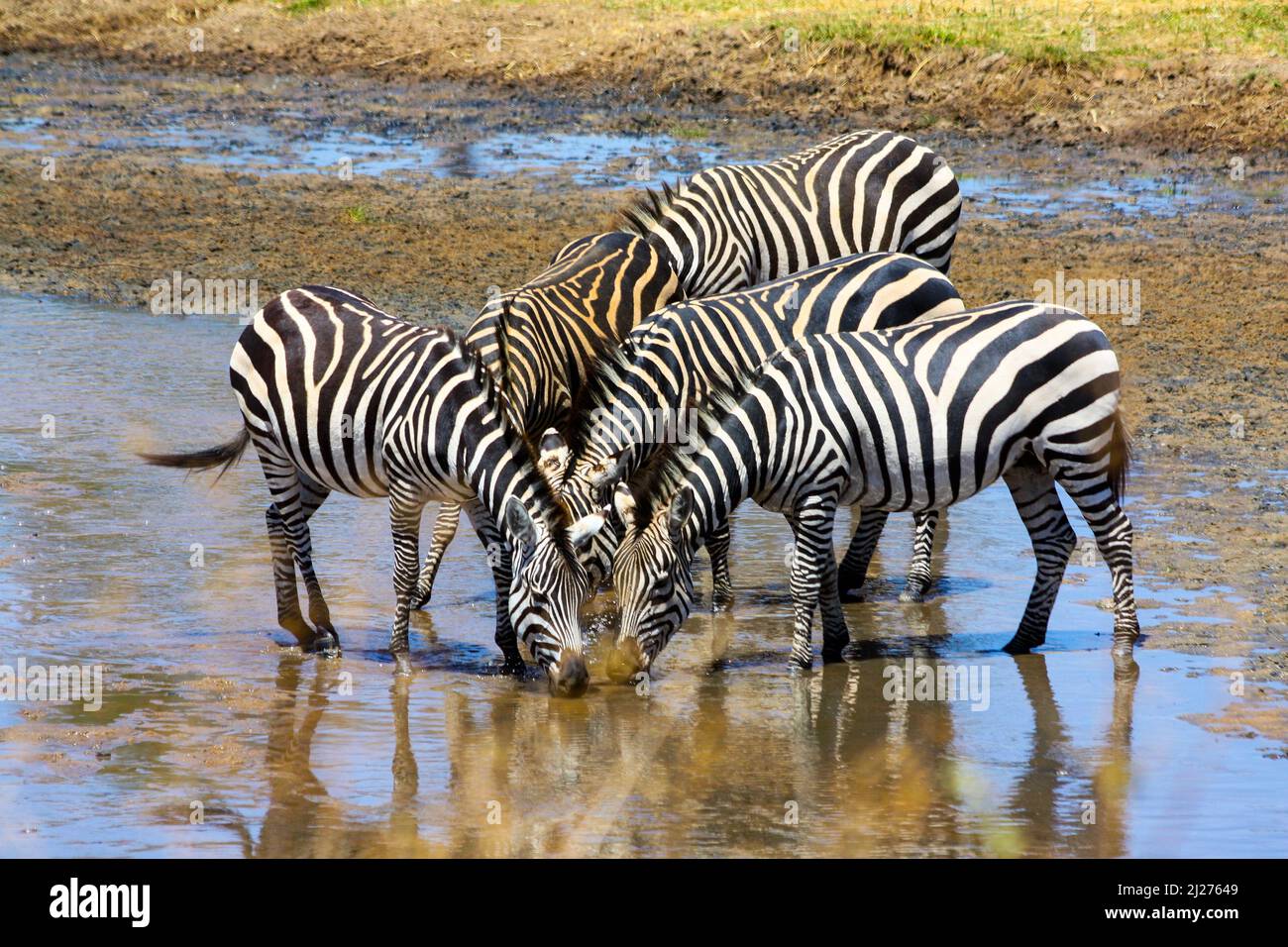 Zebra group is drinking water in a shallow river, Serengeti National ...