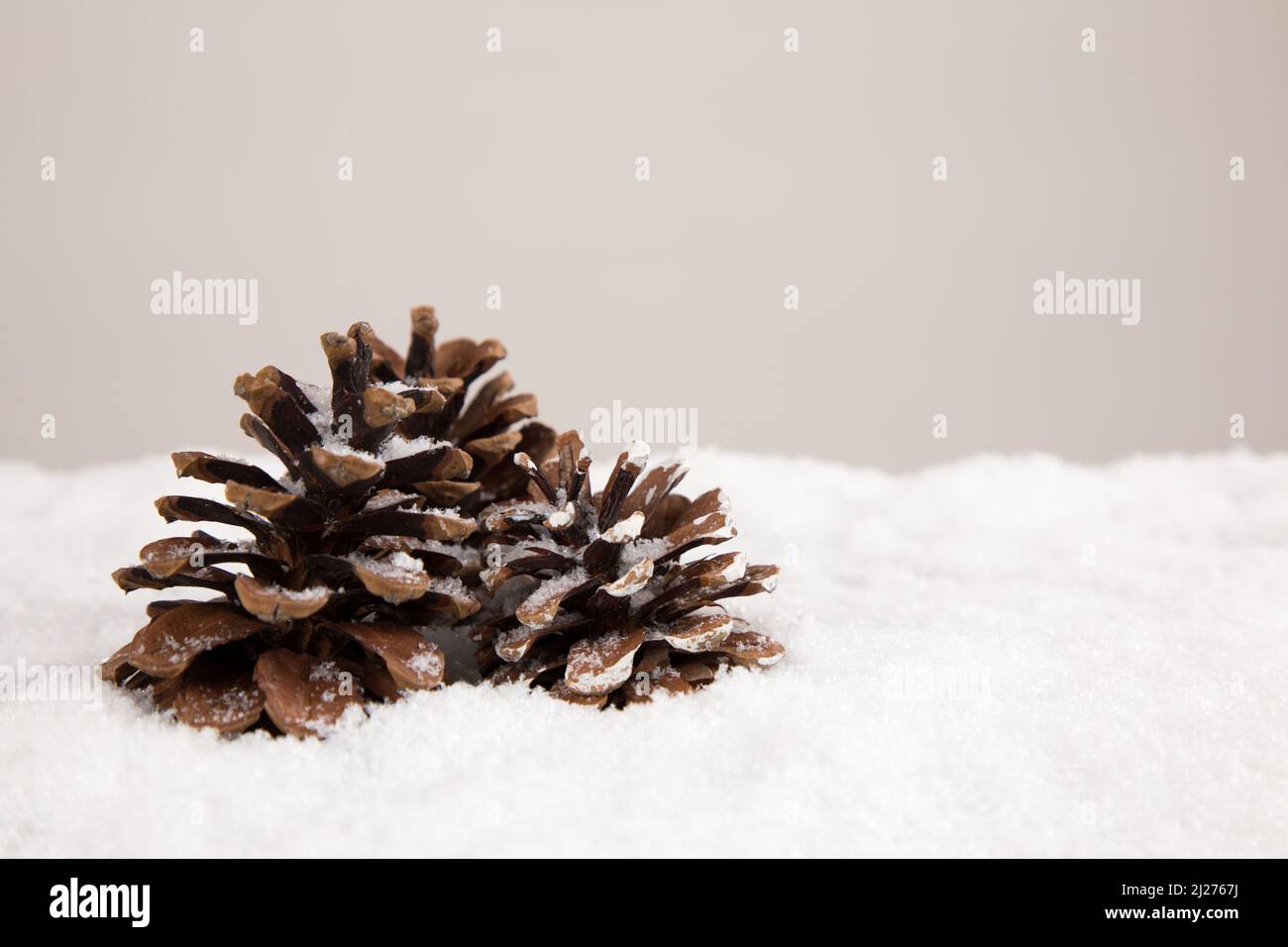 A closeup shot of pine cones in snow Stock Photo - Alamy