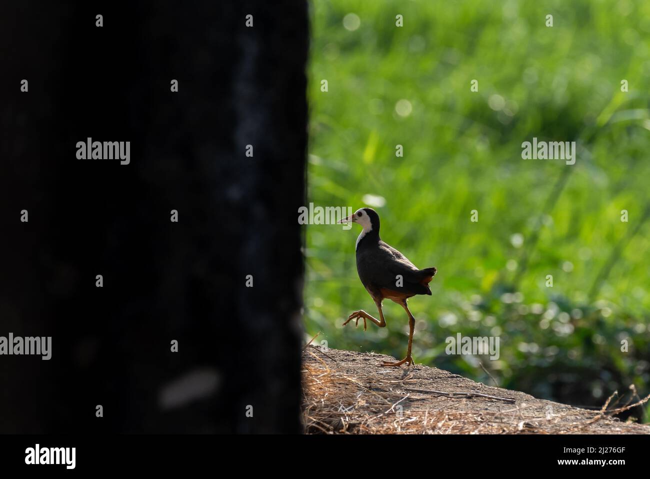 A spooked white breasted water-hen running for dear life on seeing the ...