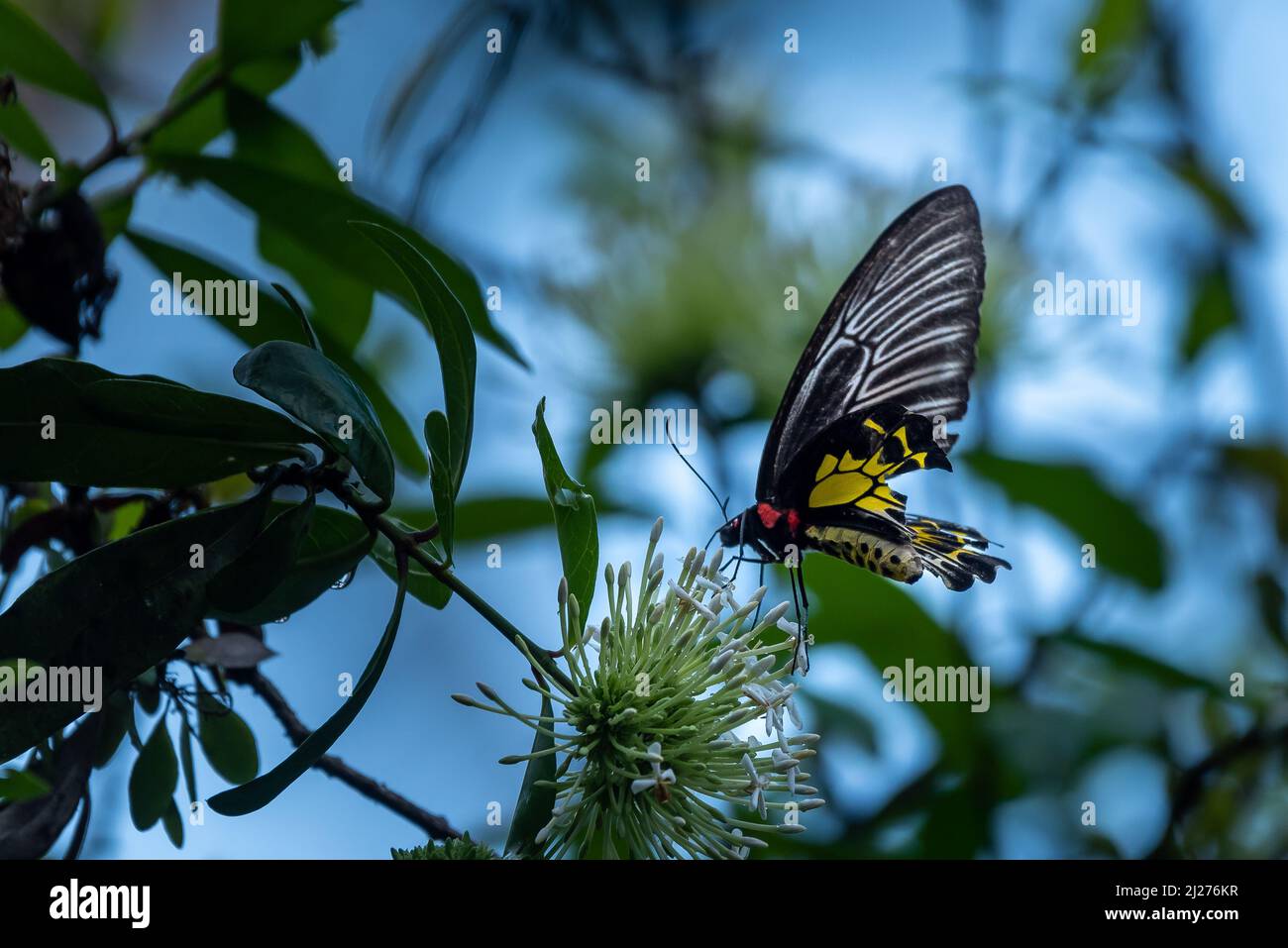 Southern Birdwing, the largest butterfly in Southern India Stock Photo ...