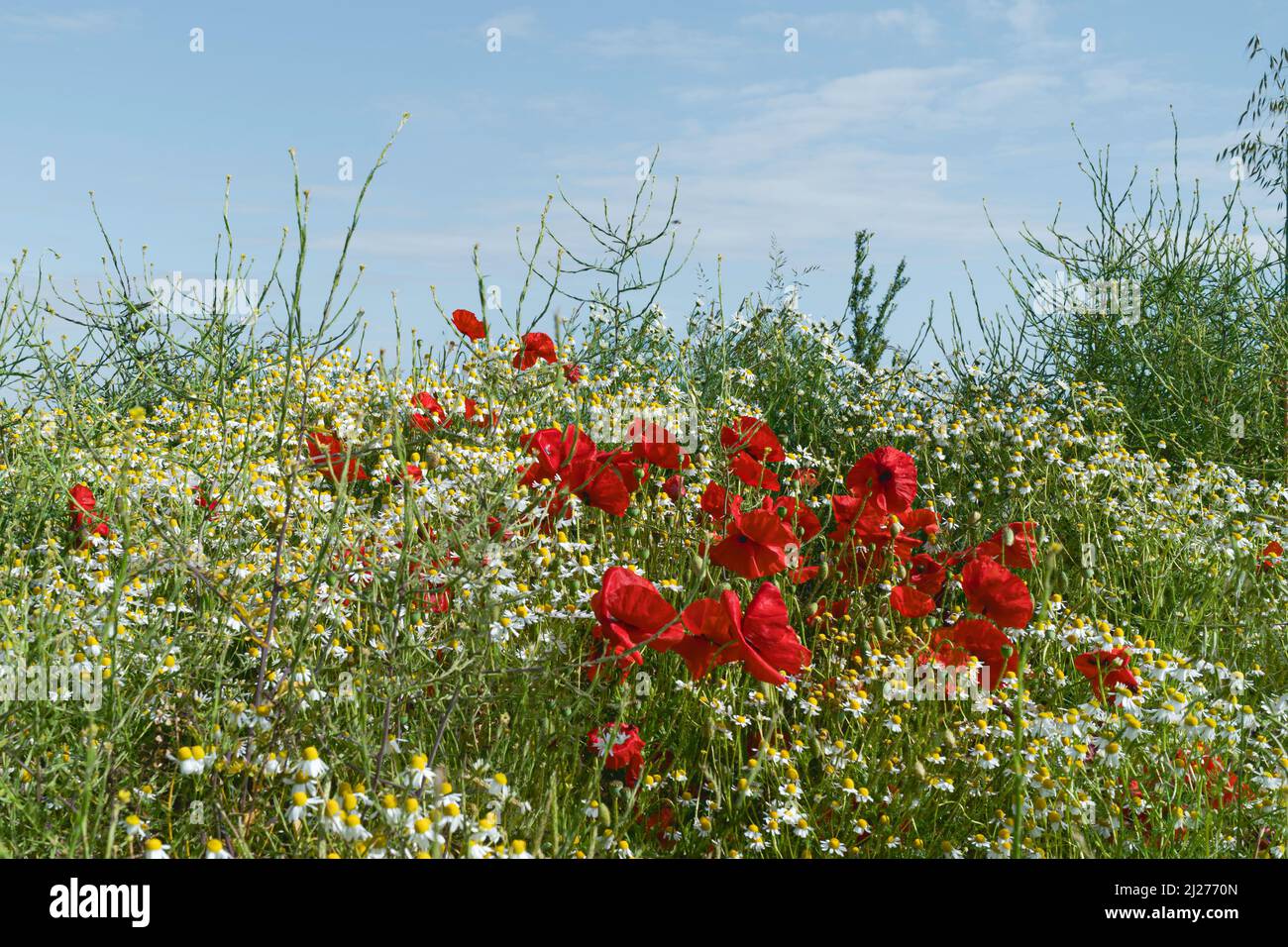 Colour in spring hi-res stock photography and images - Alamy
