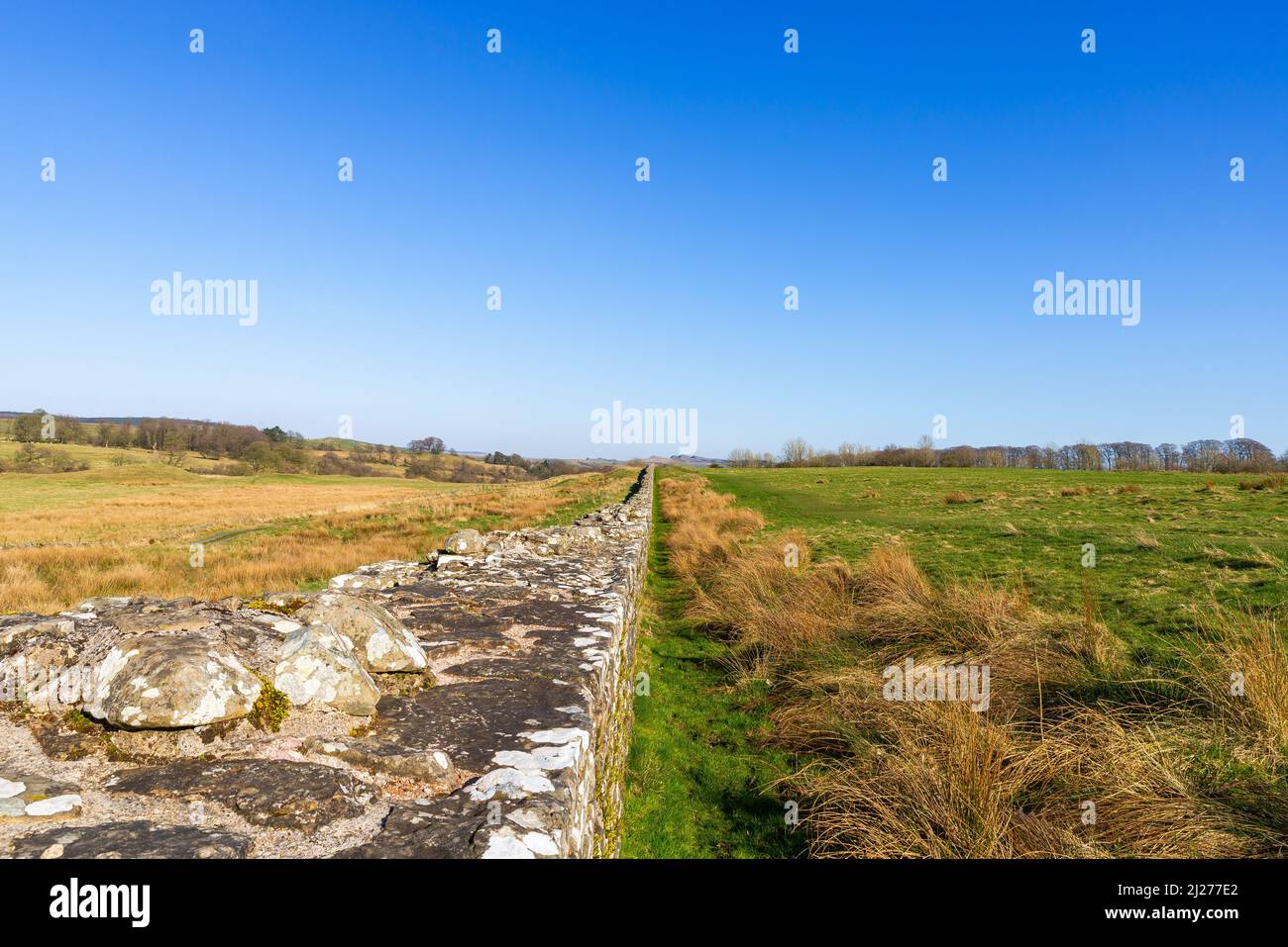 Remains of Hadrian's Wall, built in 122 AD, in the afternoon light ...