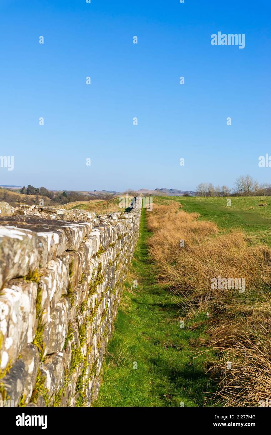 Remains of Hadrian's Wall, built in 122 AD, in the afternoon light ...