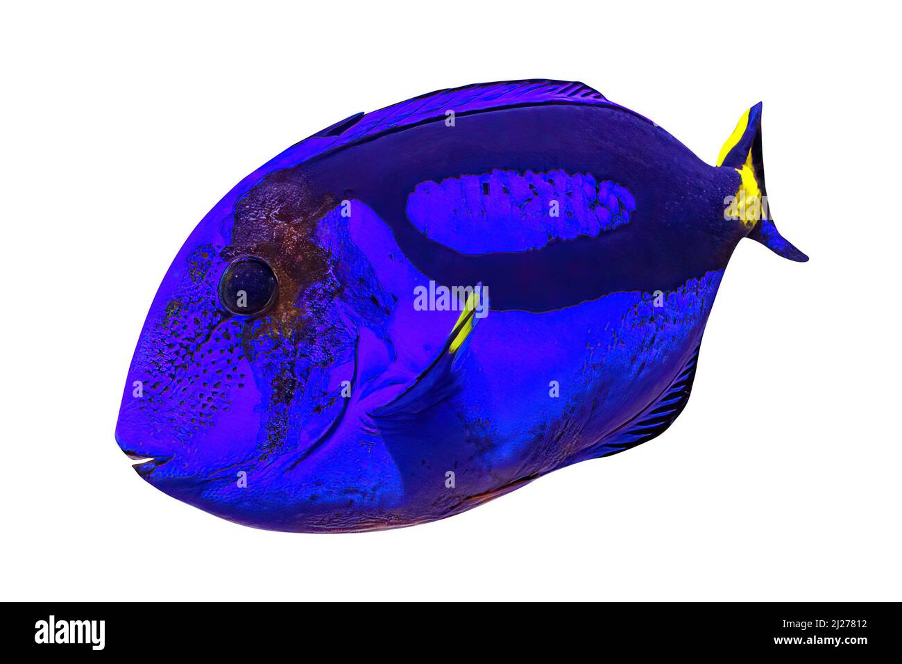 Aquarium of the pacific coral reef Cut Out Stock Images & Pictures - Alamy