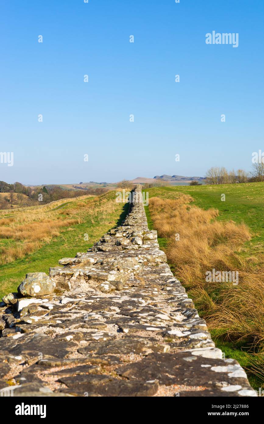 Remains of Hadrian's Wall, built in 122 AD, in the afternoon light ...