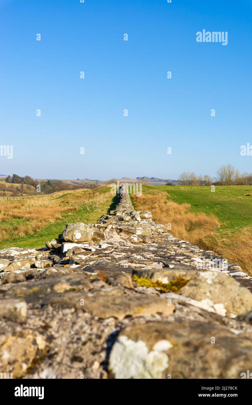 Remains of Hadrian's Wall, built in 122 AD, in the afternoon light ...