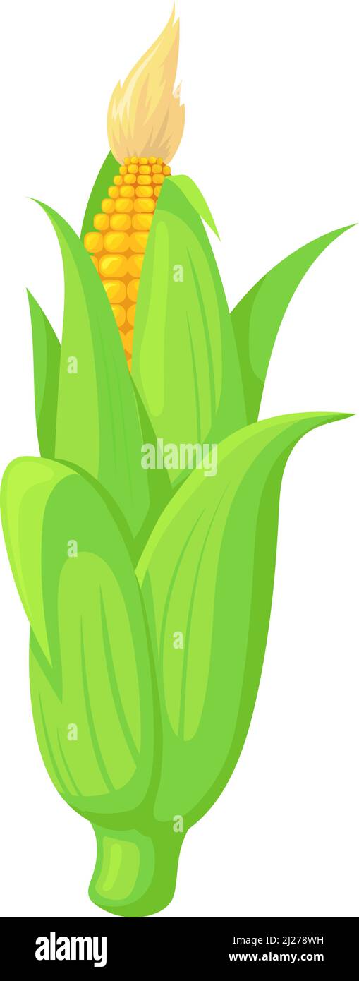 Growing corn cob. Cartoon fresh green plant isolated on white ...