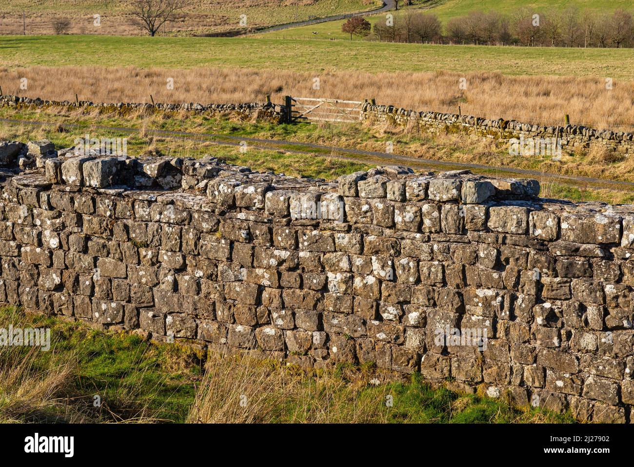 Remains of Hadrian's Wall, built in 122 AD, in the afternoon light ...