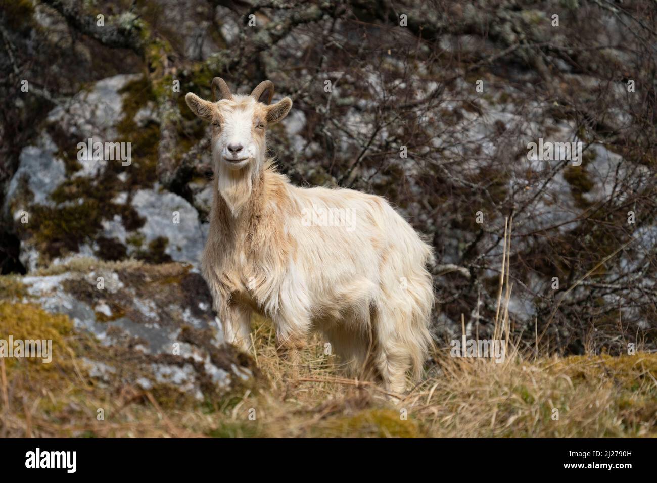 Nanny goats hi-res stock photography and images - Alamy