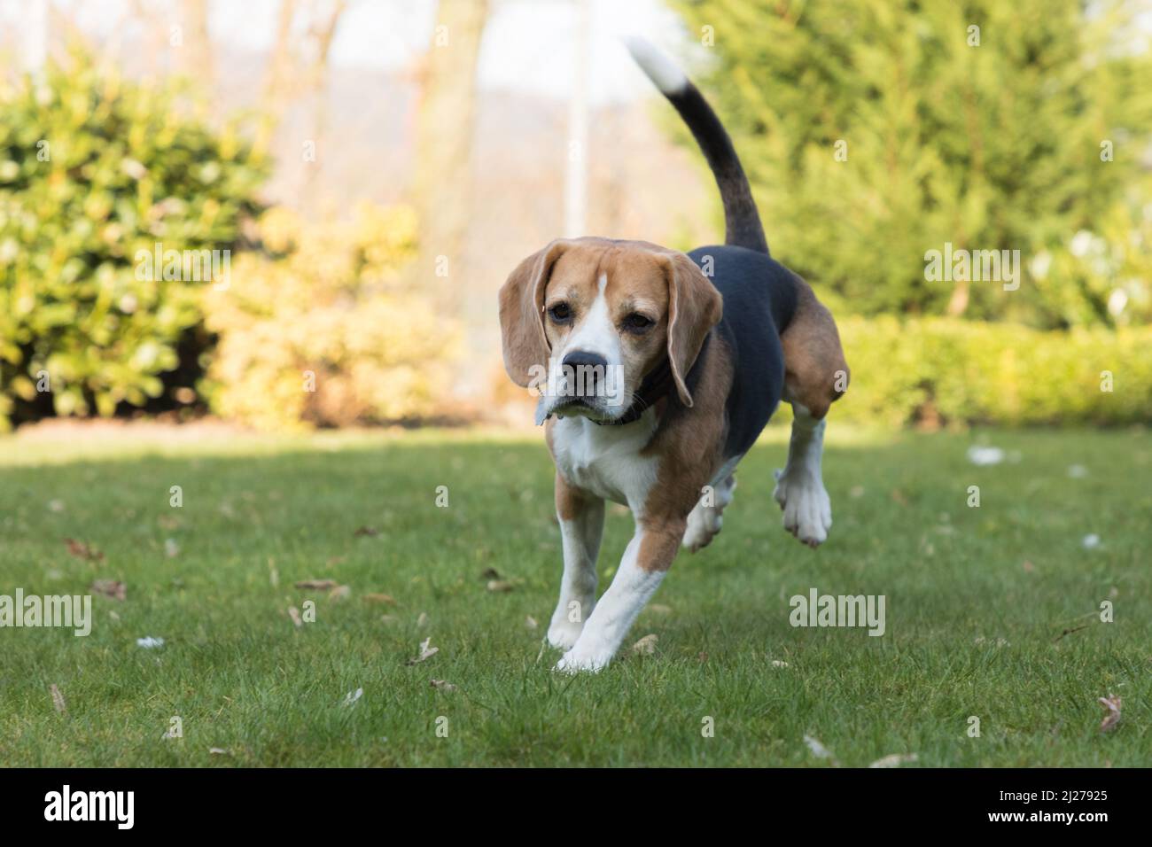 A beagle running in a field Stock Photo - Alamy