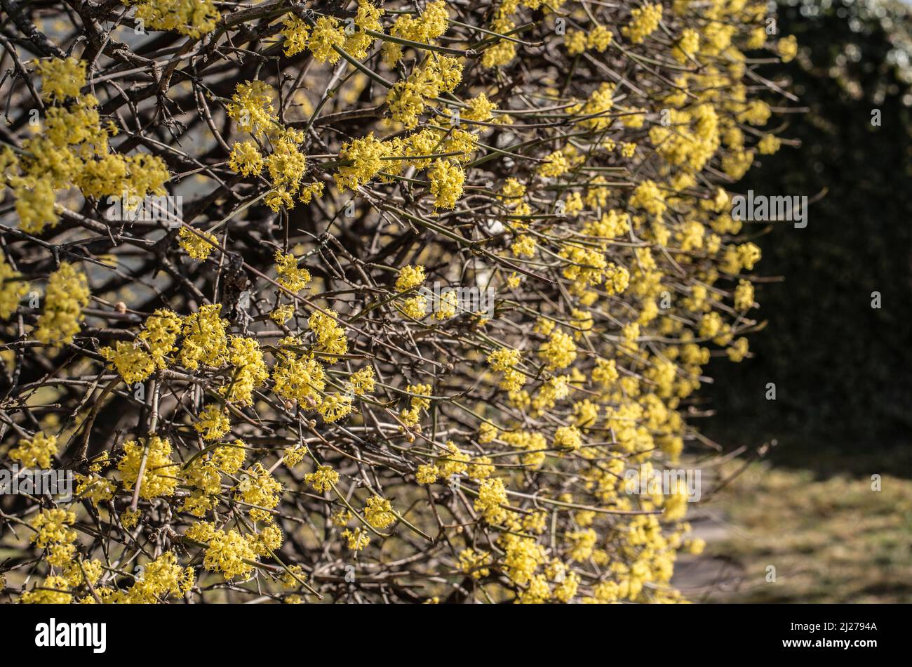 Cornus mas hedge hi-res stock photography and images - Alamy
