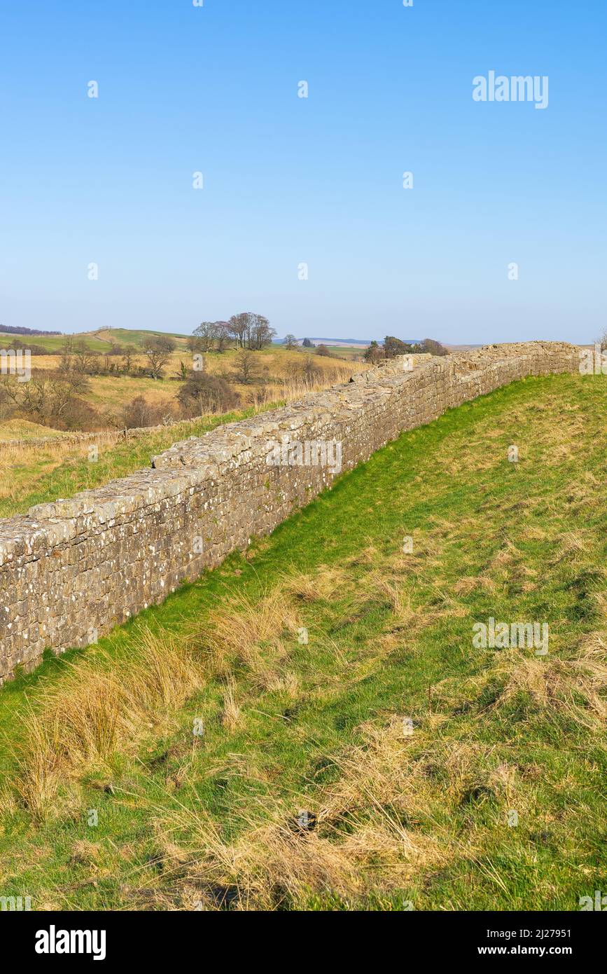 Remains of Hadrian's Wall, built in 122 AD, in the afternoon light ...