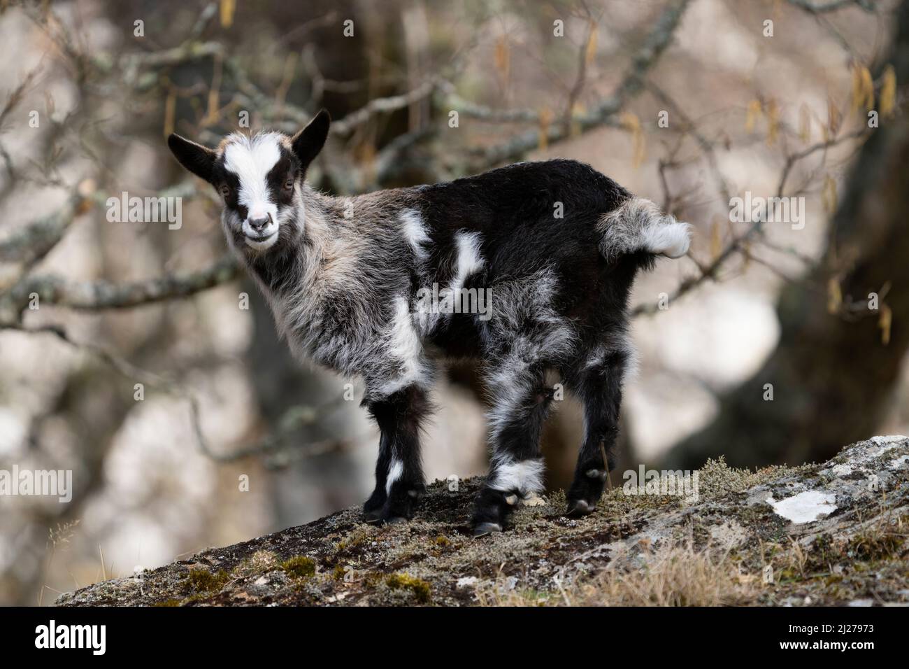 Baby goats climbing hi-res stock photography and images - Alamy