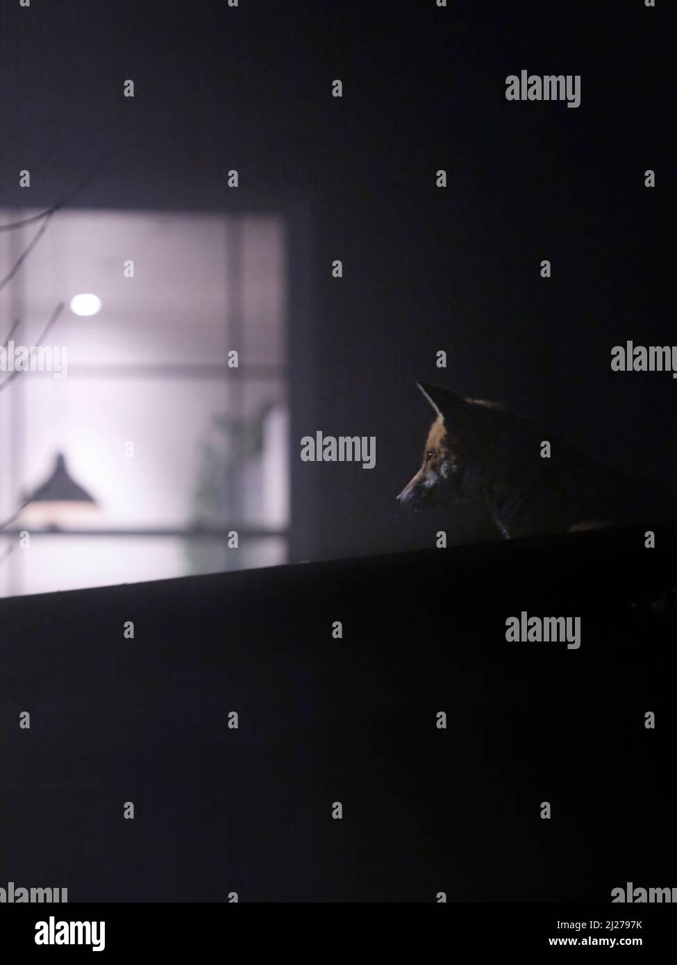 A red fox watches from a shadows of roof top, partly lit up by the cold ...