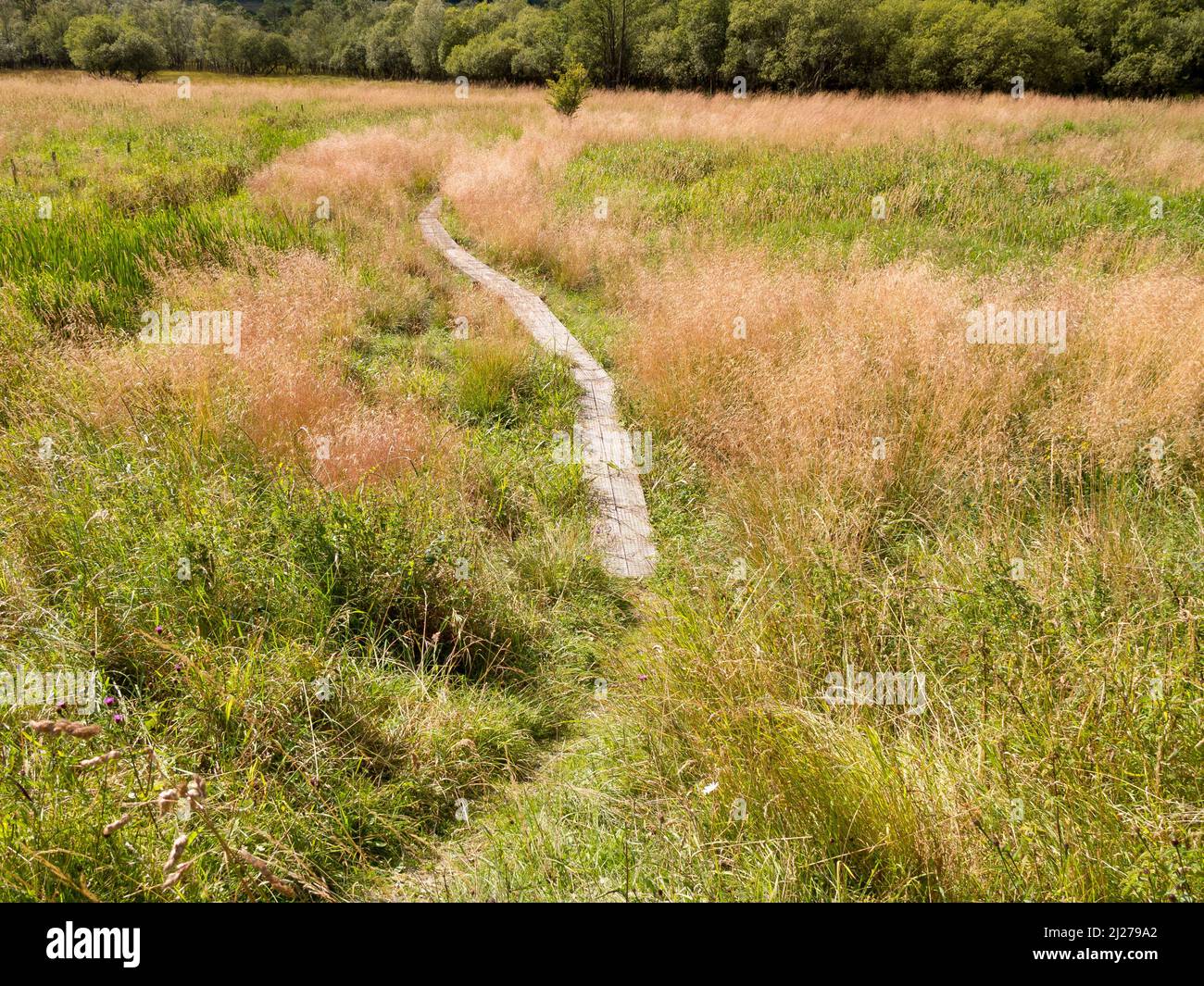 Footpath through Rusland Nature Reserve near Low Hay Bridge in The ...