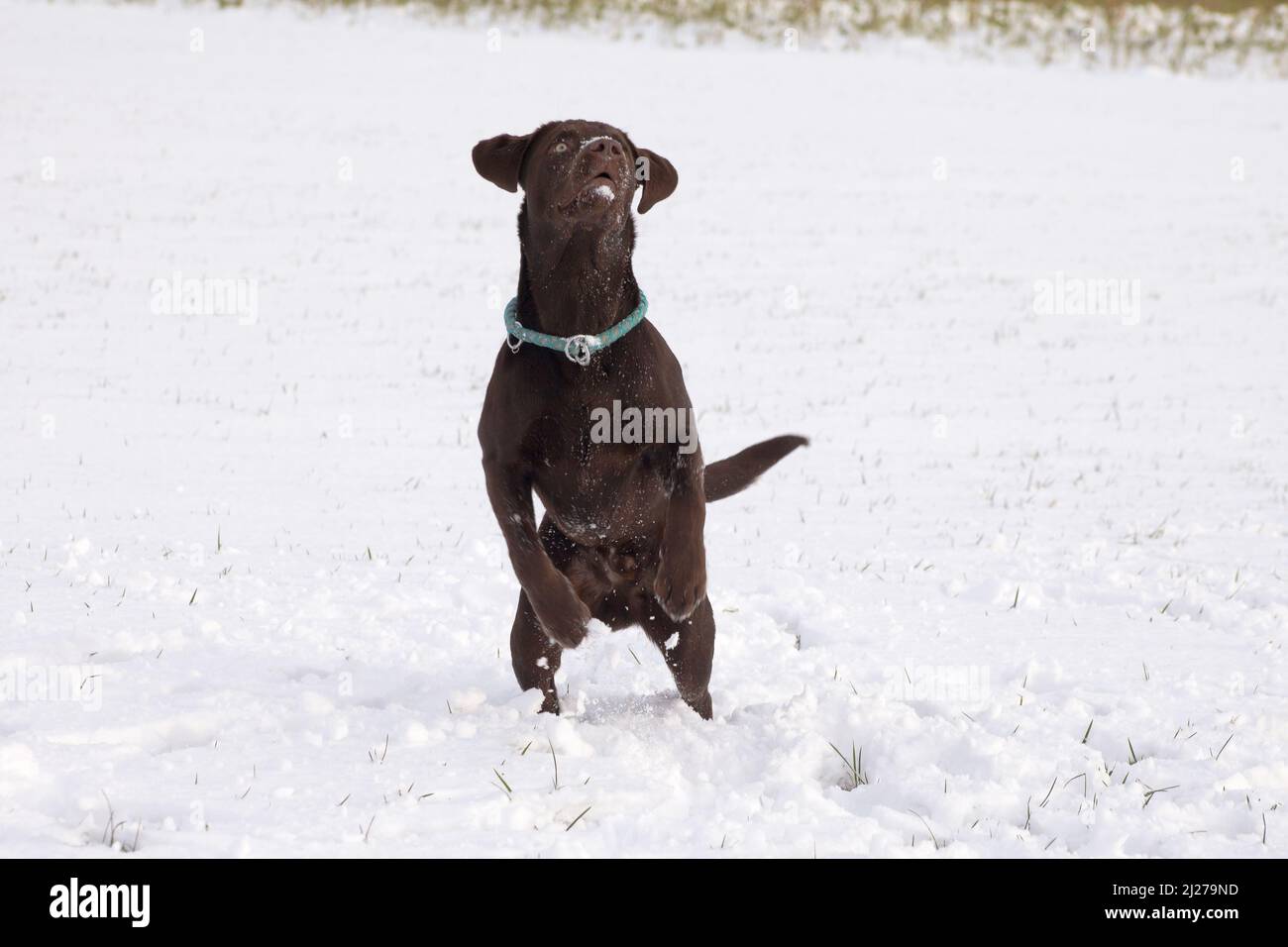Species labrador hi-res stock photography and images - Alamy