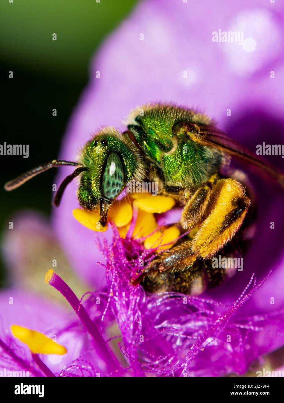 bee on flower Stock Photo - Alamy