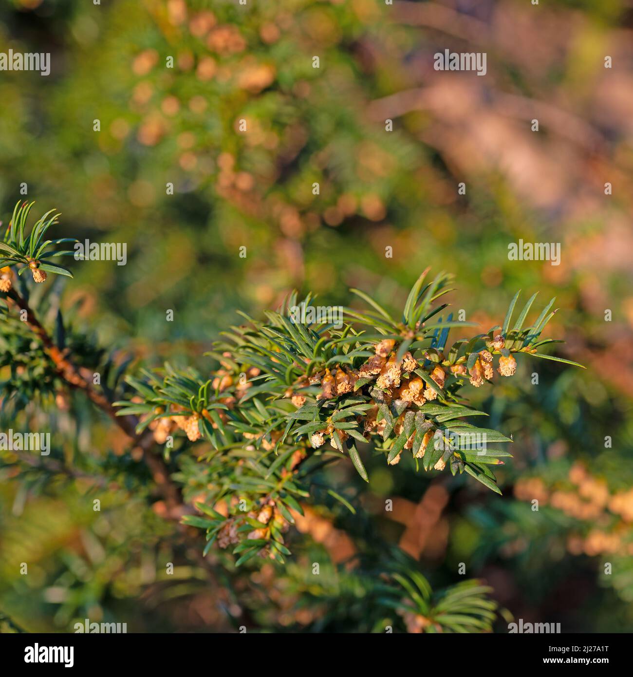 Female flowers of the yew, Taxus Stock Photo - Alamy
