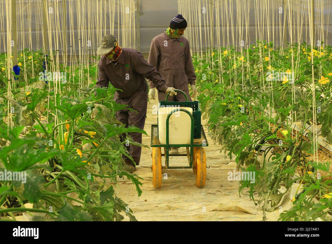 Farmers during the harvest of tomatoes in the agricultural zone of Doha ...