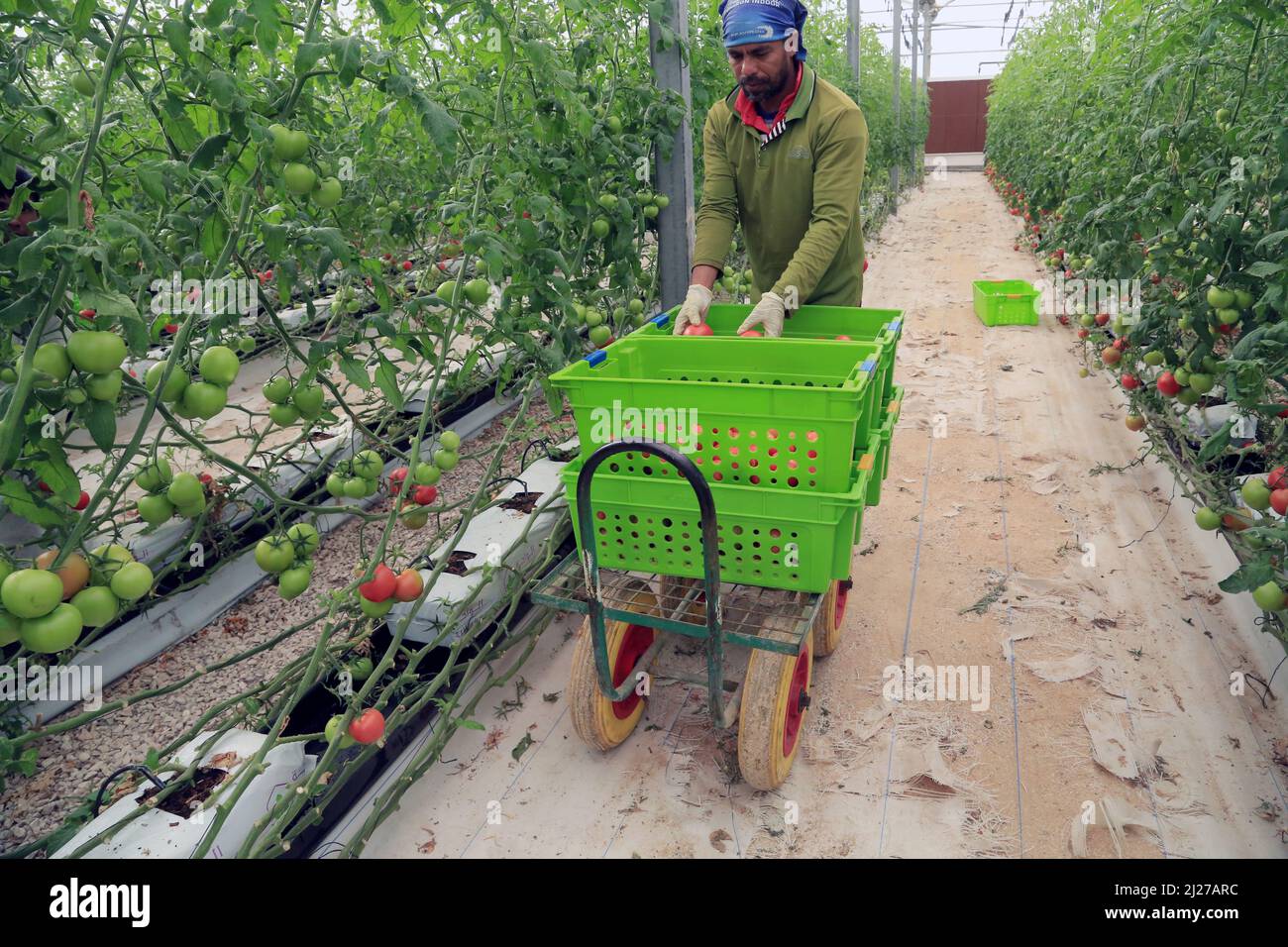 Farmers during the harvest of tomatoes in the agricultural zone of Doha ...