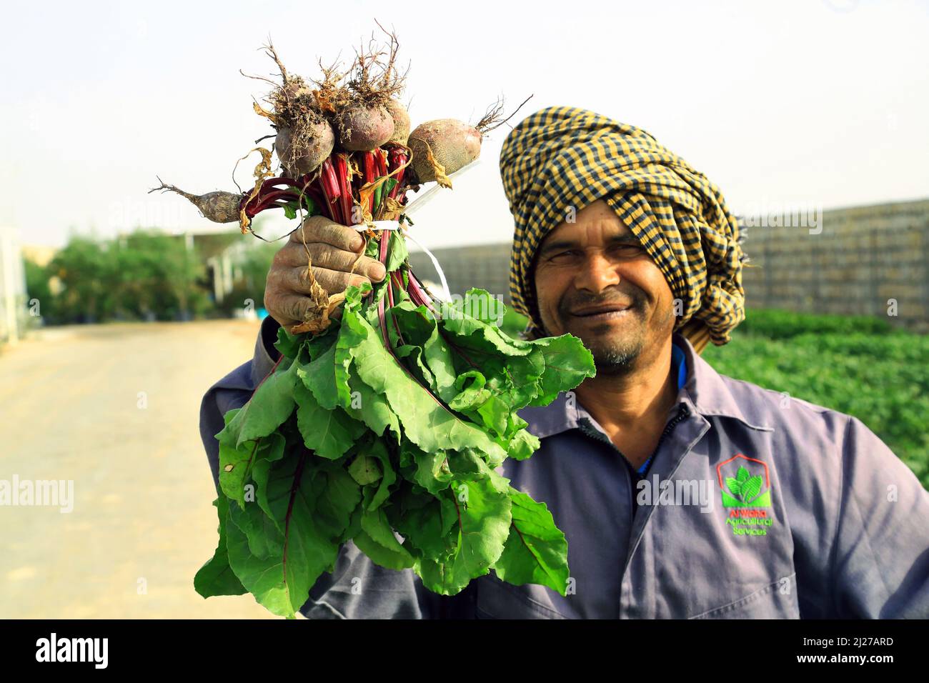 Farmers during the harvest of beetroot in the agricultural zone of Doha ...