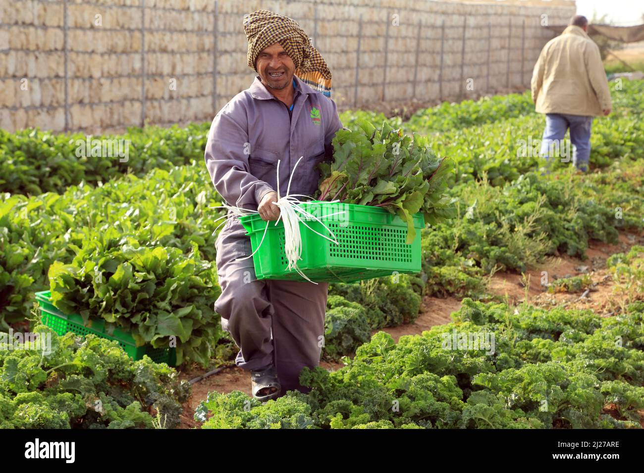 Farmers during harvest beetroot hi-res stock photography and images - Alamy