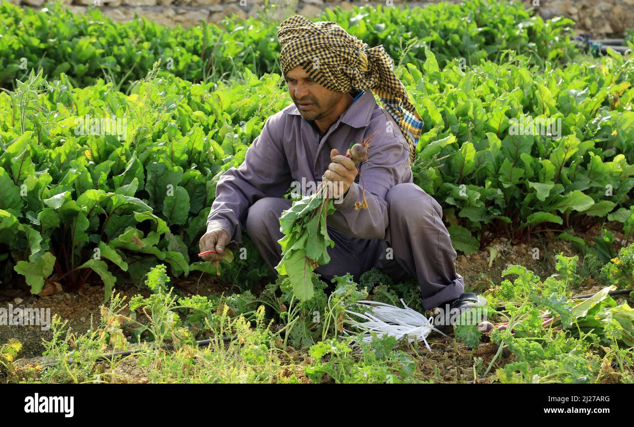 Farmers during the harvest of beetroot in the agricultural zone of Doha ...