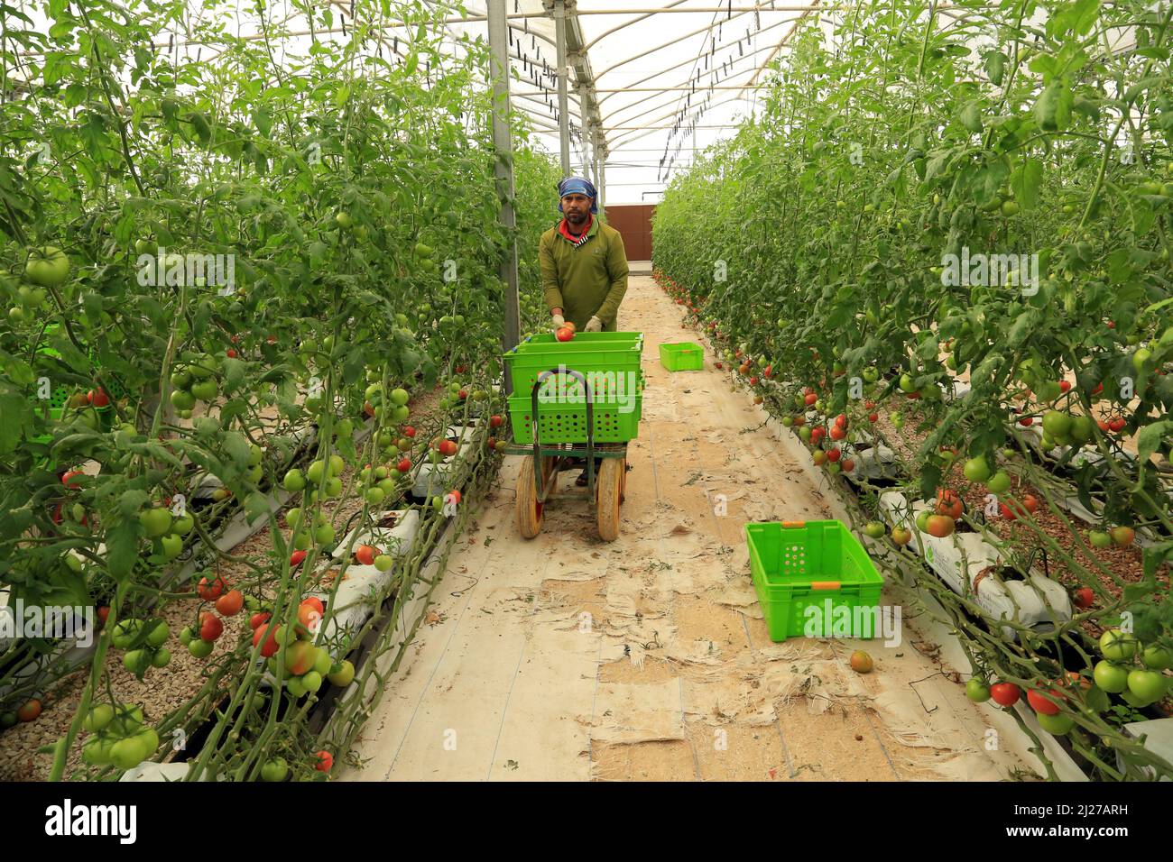 Farmers during the harvest of tomatoes in the agricultural zone of Doha ...