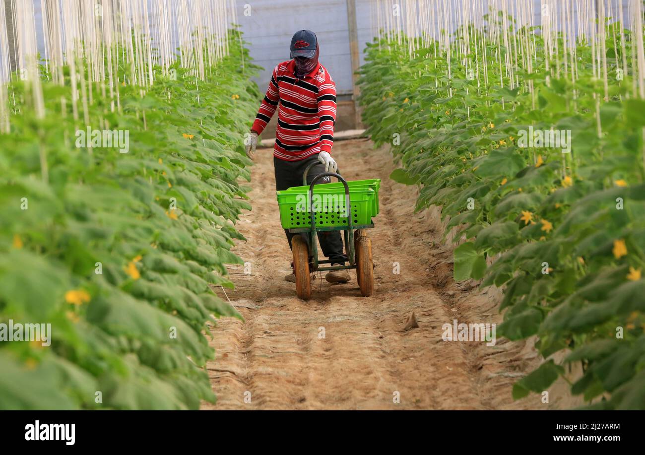 Farmers during the harvest of tomatoes in the agricultural zone of Doha ...
