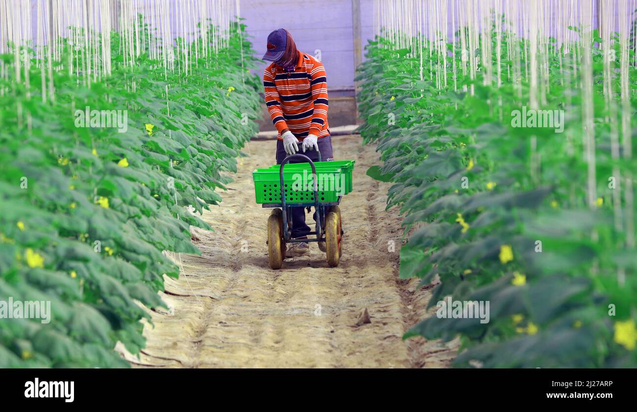 Farmers during the harvest of tomatoes in the agricultural zone of Doha ...