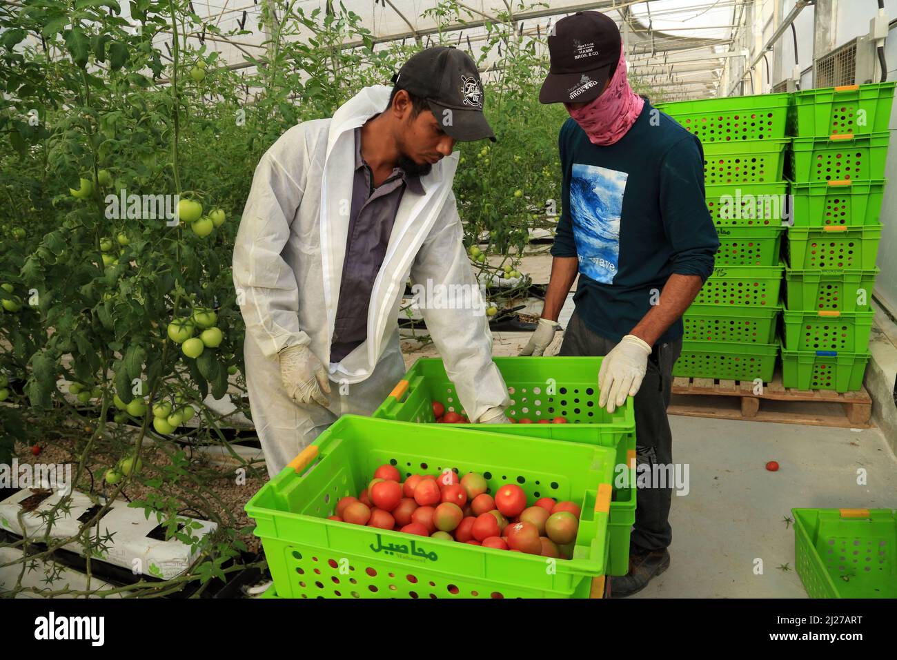 Qatar agriculture hi-res stock photography and images - Alamy