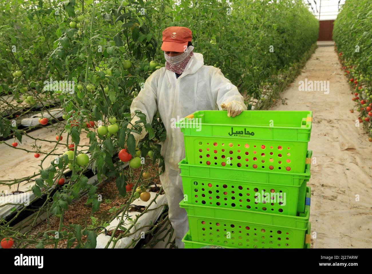 Farmers during the harvest of tomatoes in the agricultural zone of Doha ...