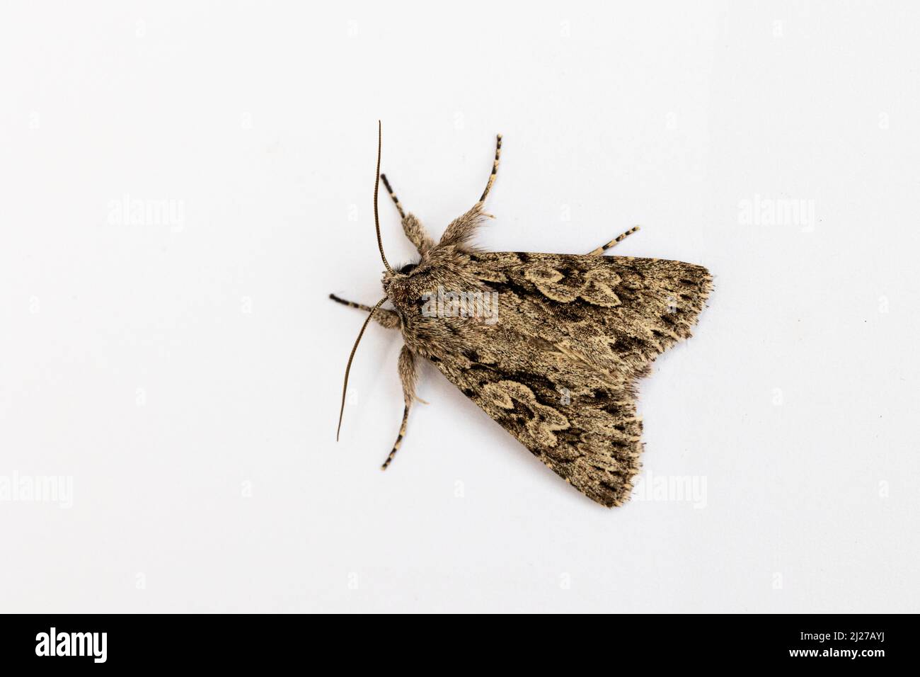 Early Grey Moth Stock Photo - Alamy