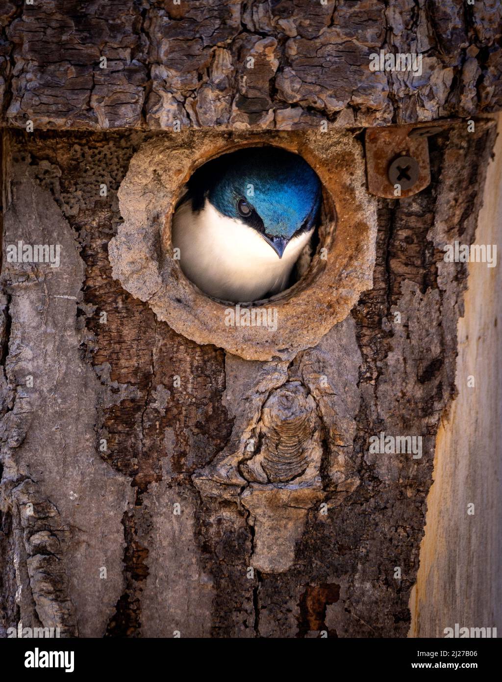 close-up photo of a tree swallow in the spring during nesting Stock ...