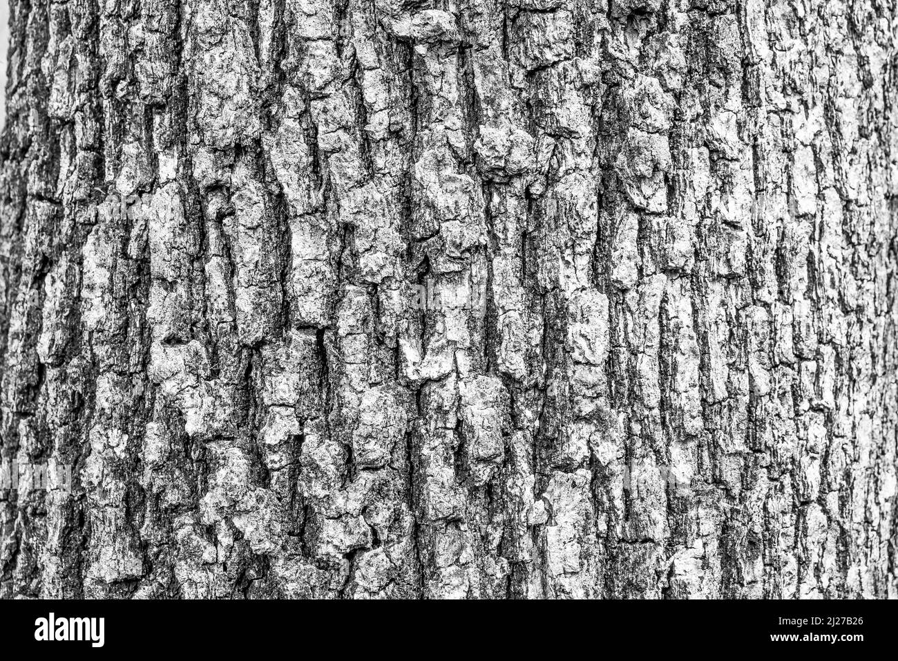 Tree bark background, close-up. Natural trunk textured. Relief texture ...