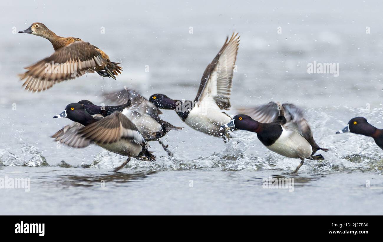 taking off a group of male ring-necked duck in pursuit of a female ...
