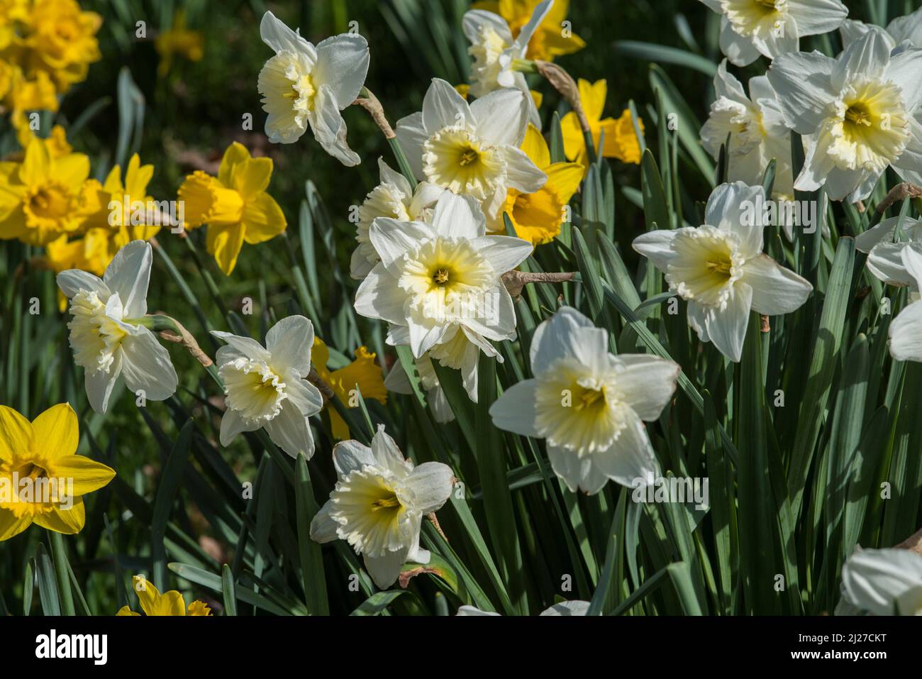 Close up of white and yellow Daffodils (aka narcissus and jonquil ...