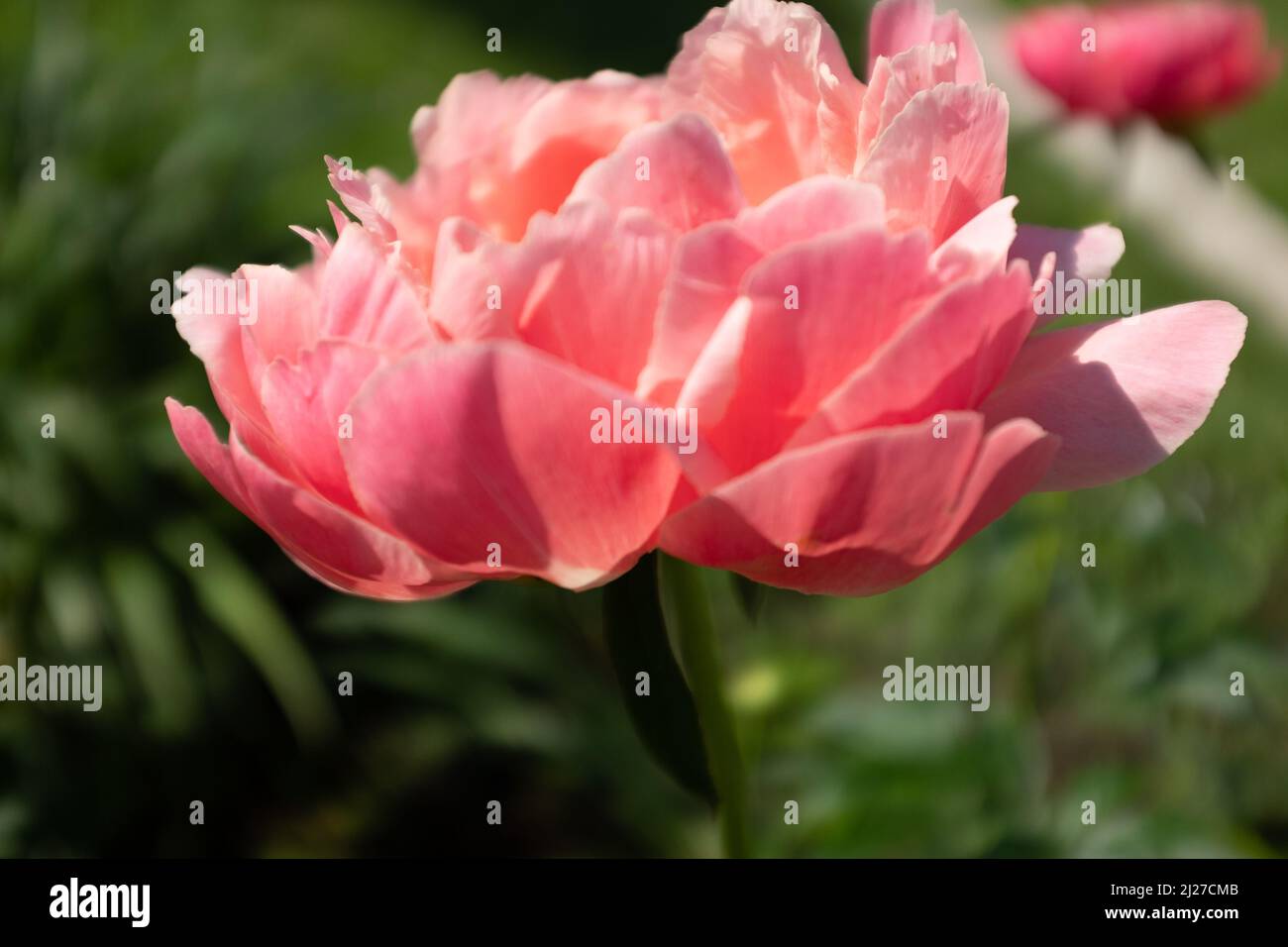Pink peony flower side view hi-res stock photography and images - Alamy