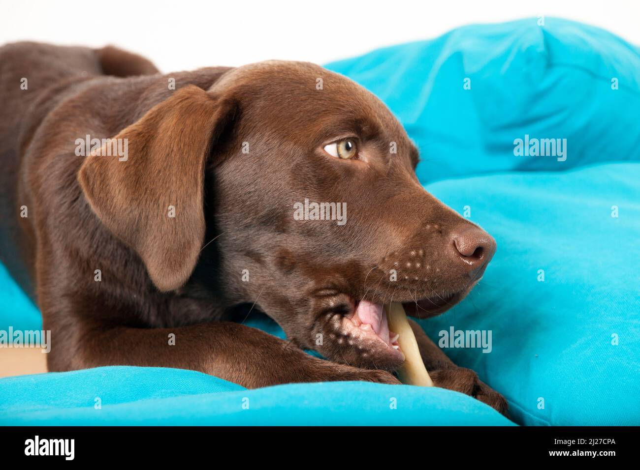 The Labrador puppy eats a bone Stock Photo - Alamy