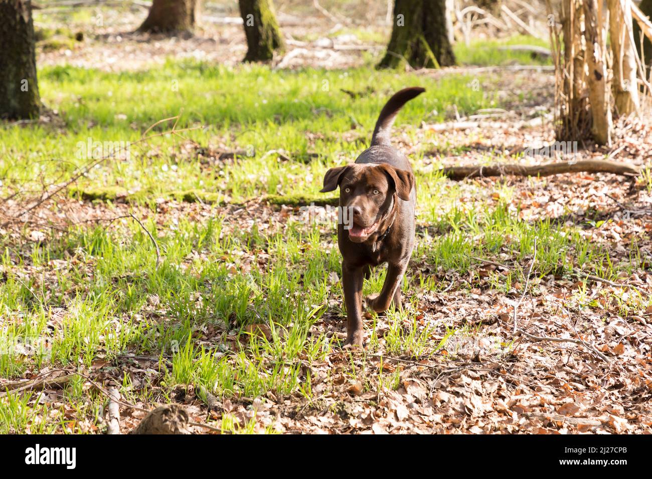 The Labrador puppy in the forest Stock Photo - Alamy
