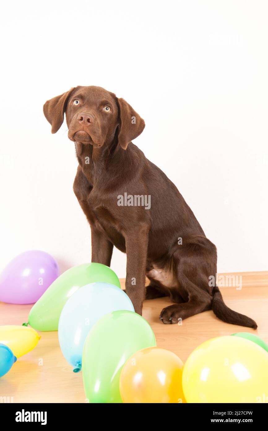 The Labrador plays with balloons Stock Photo - Alamy