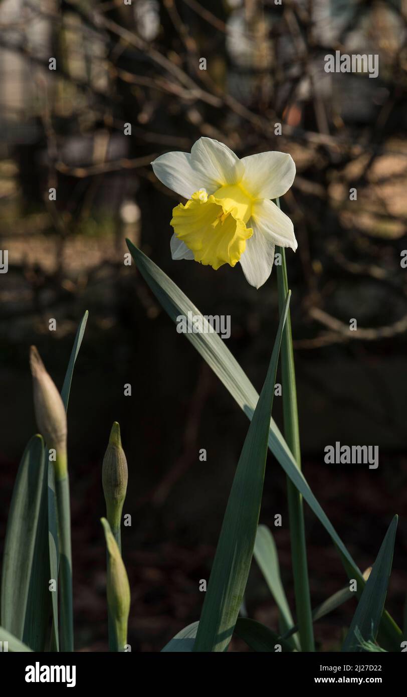 Jonquil Flowers Perennial