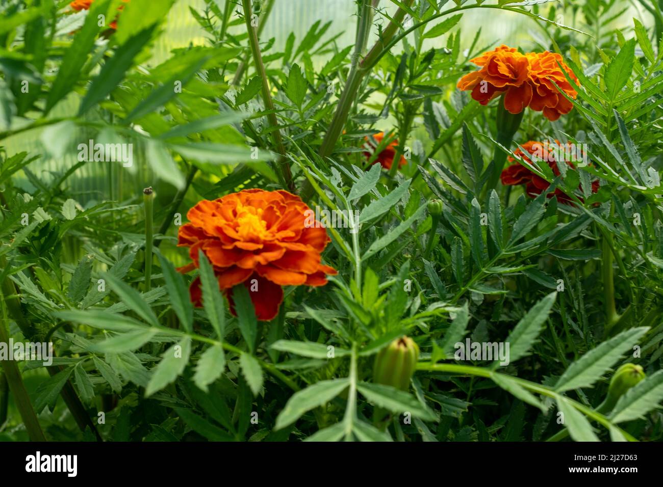 Landscape with tagetes flowers. Bright french marigolds for publication ...