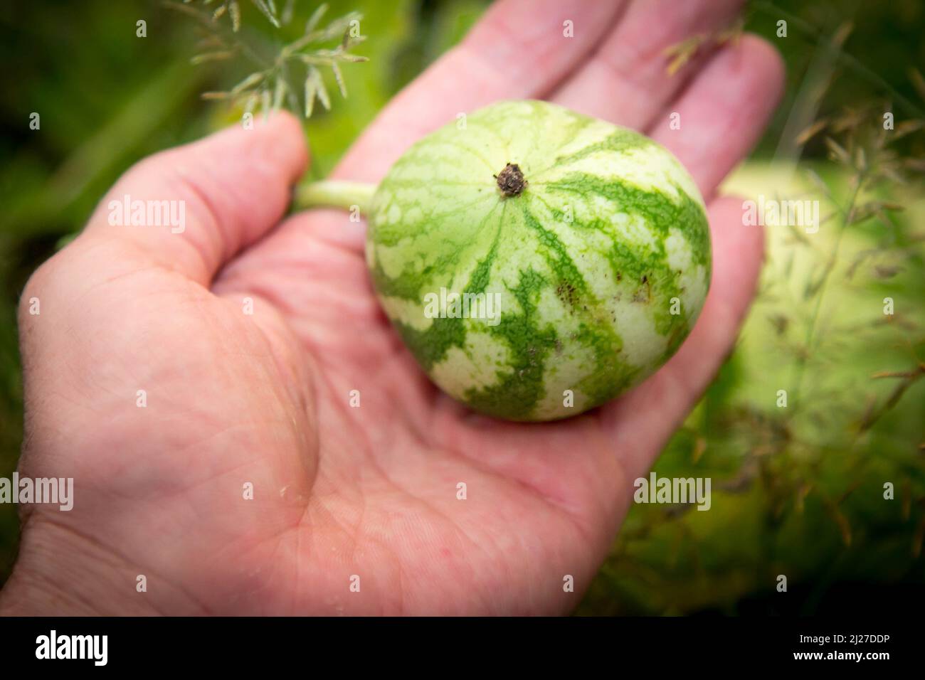 Ripe small watermelon on a man's palm. A man's hand holds a mini ...